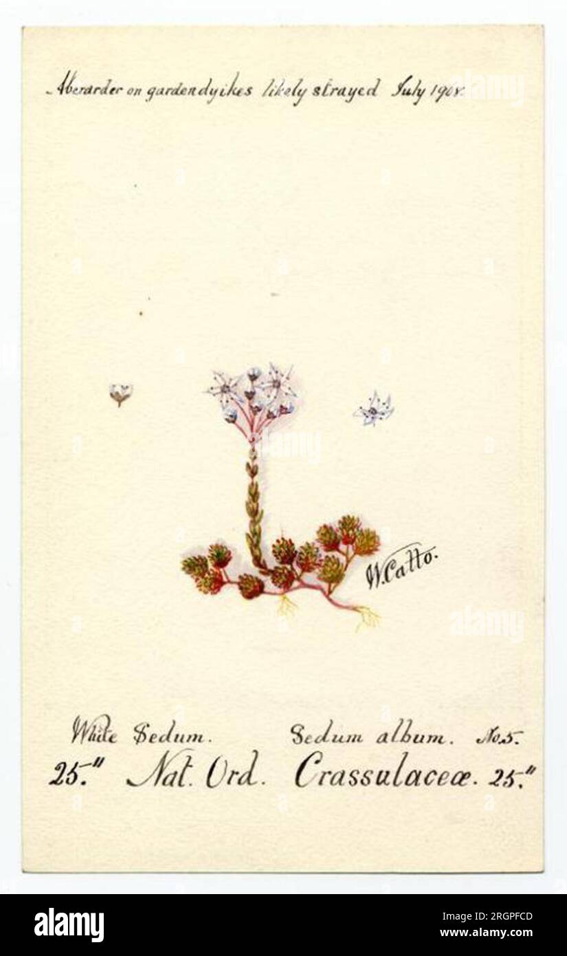 White sedum (sedum album) - William Catto 1908 by William Catto Stock ...
