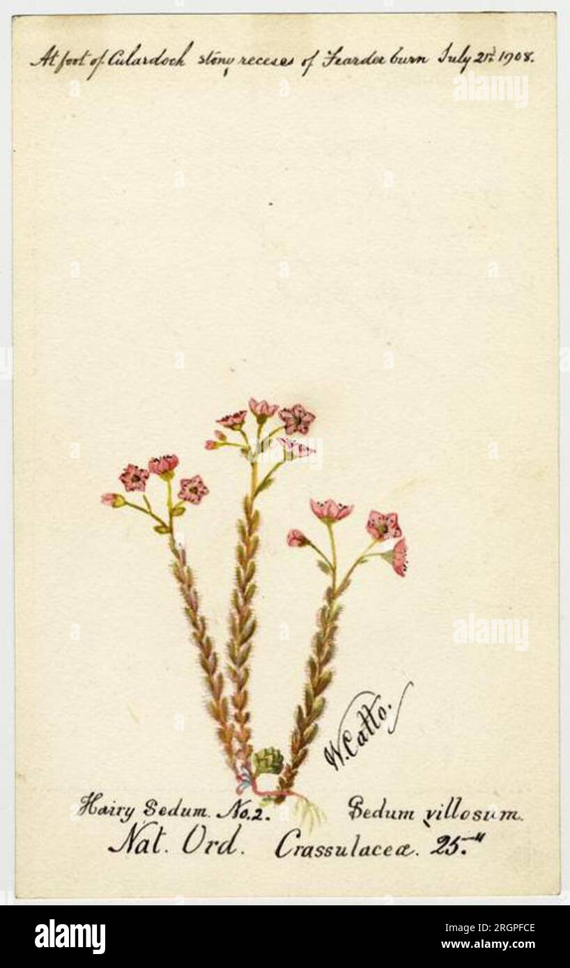 Hairy sedum (sedum villosum) - William Catto 1908 by William Catto ...