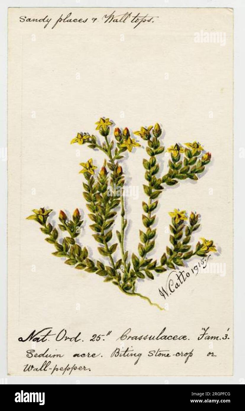 Biting stone-crop (sedum acre) - William Catto 1915 by William Catto ...