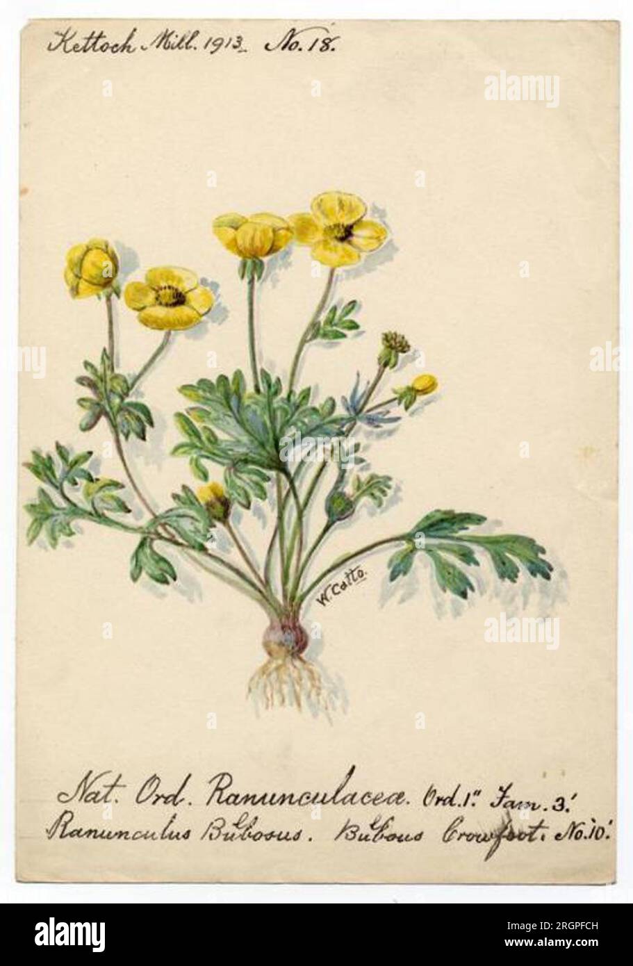 Paper ranunculus Cut Out Stock Images & Pictures - Alamy