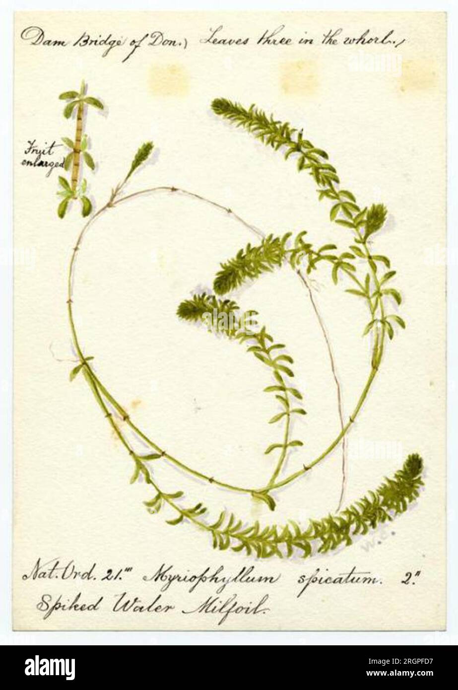 William catto abdag016362 hi-res stock photography and images - Alamy