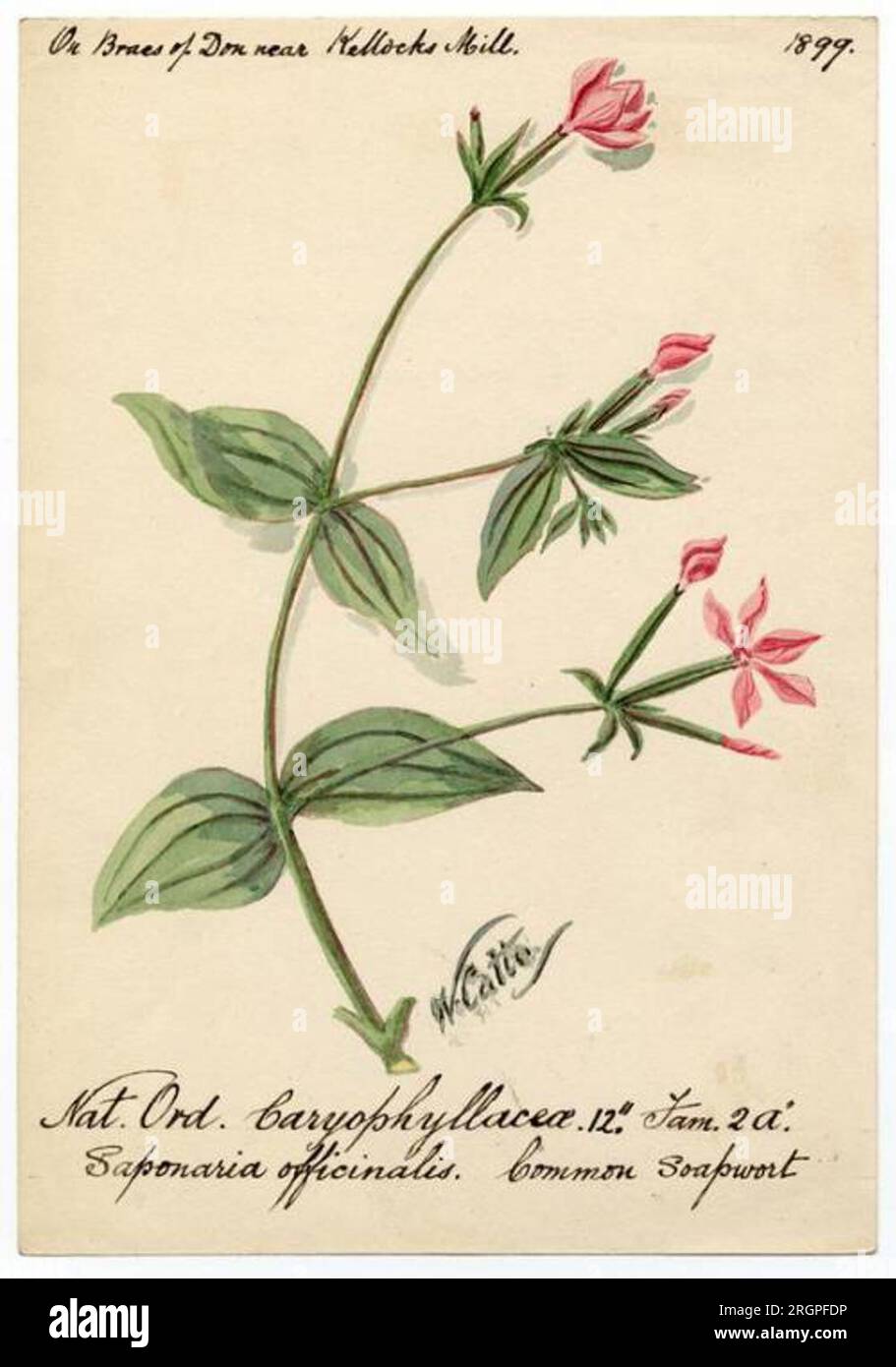 common soapwort (saponaria officinalis) - William Catto 1899 by William ...