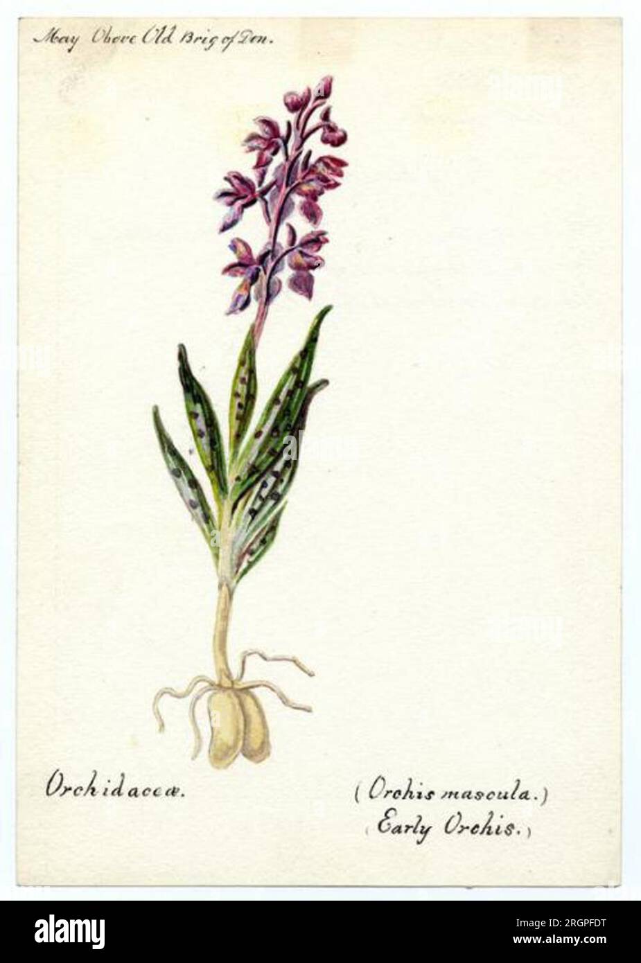 Early Orchis (orchis mascula) - William Catto by William Catto Stock ...