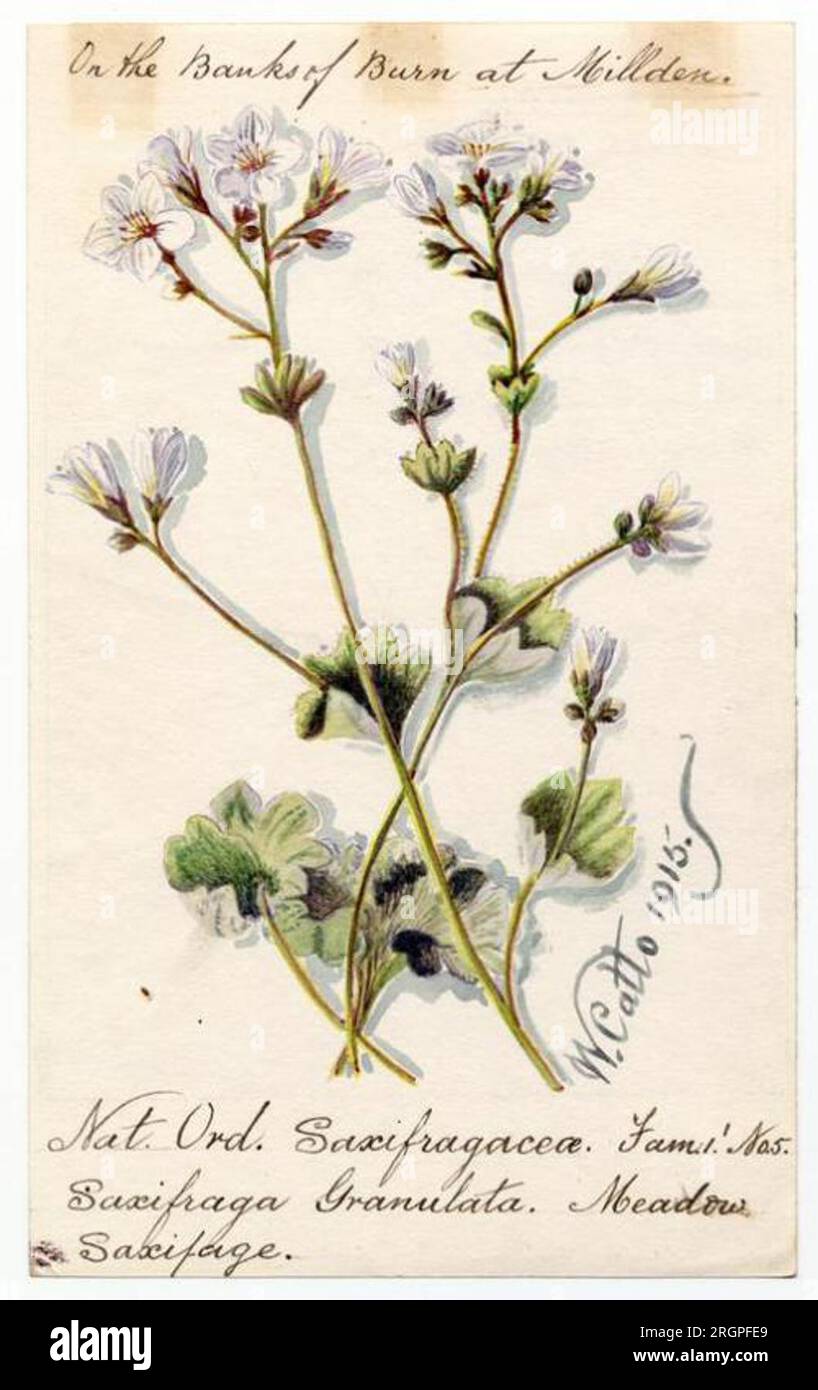 Meadow saxifage (saxifraga granulata) - William Catto 1915 by William ...