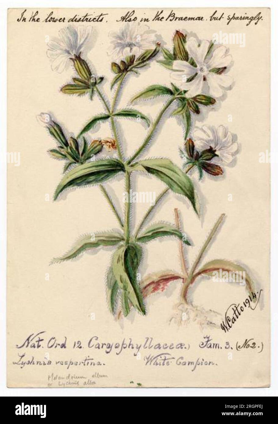 White campion (melandrium album) - William Catto 1914 by William Catto ...