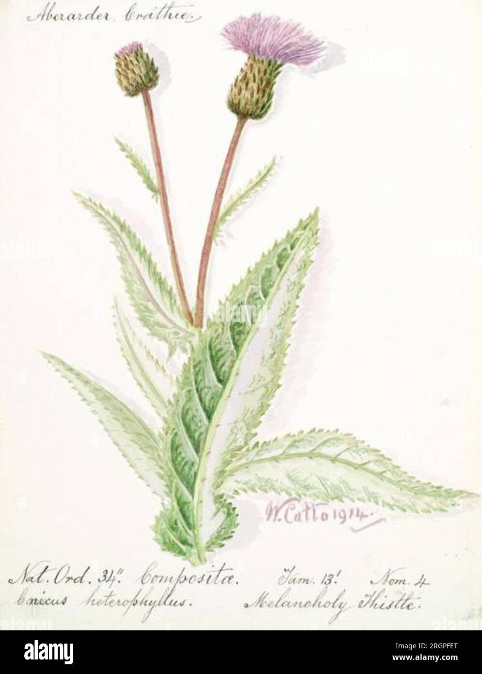 Melancholy thistle (cirsium heterophyllus) - William Catto 1914 by ...