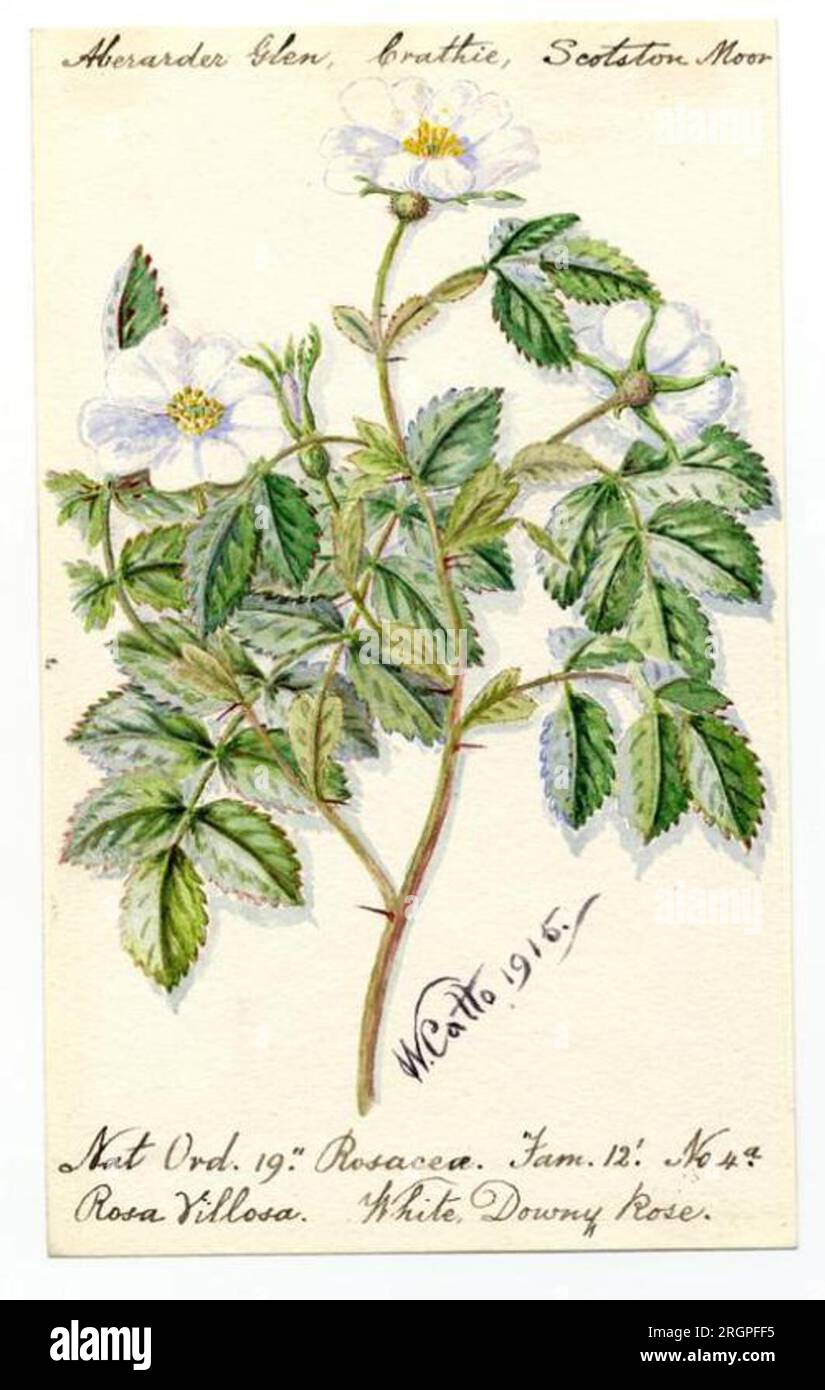 White downy rose (rosa villosa) - William Catto 1915 by William Catto ...