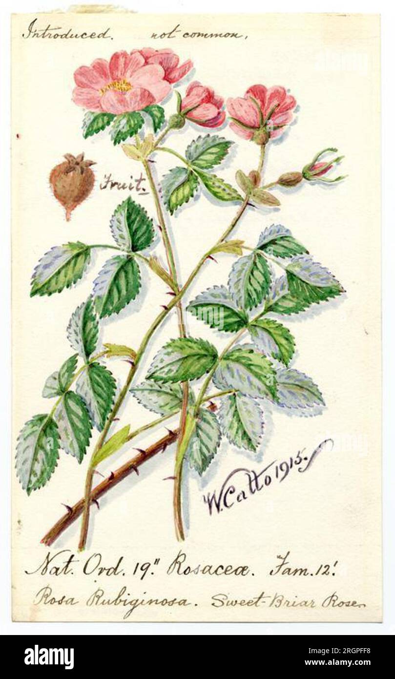 Sweet-Briar Rose (rosa rubinginosa) - William Catto 1915 by William ...