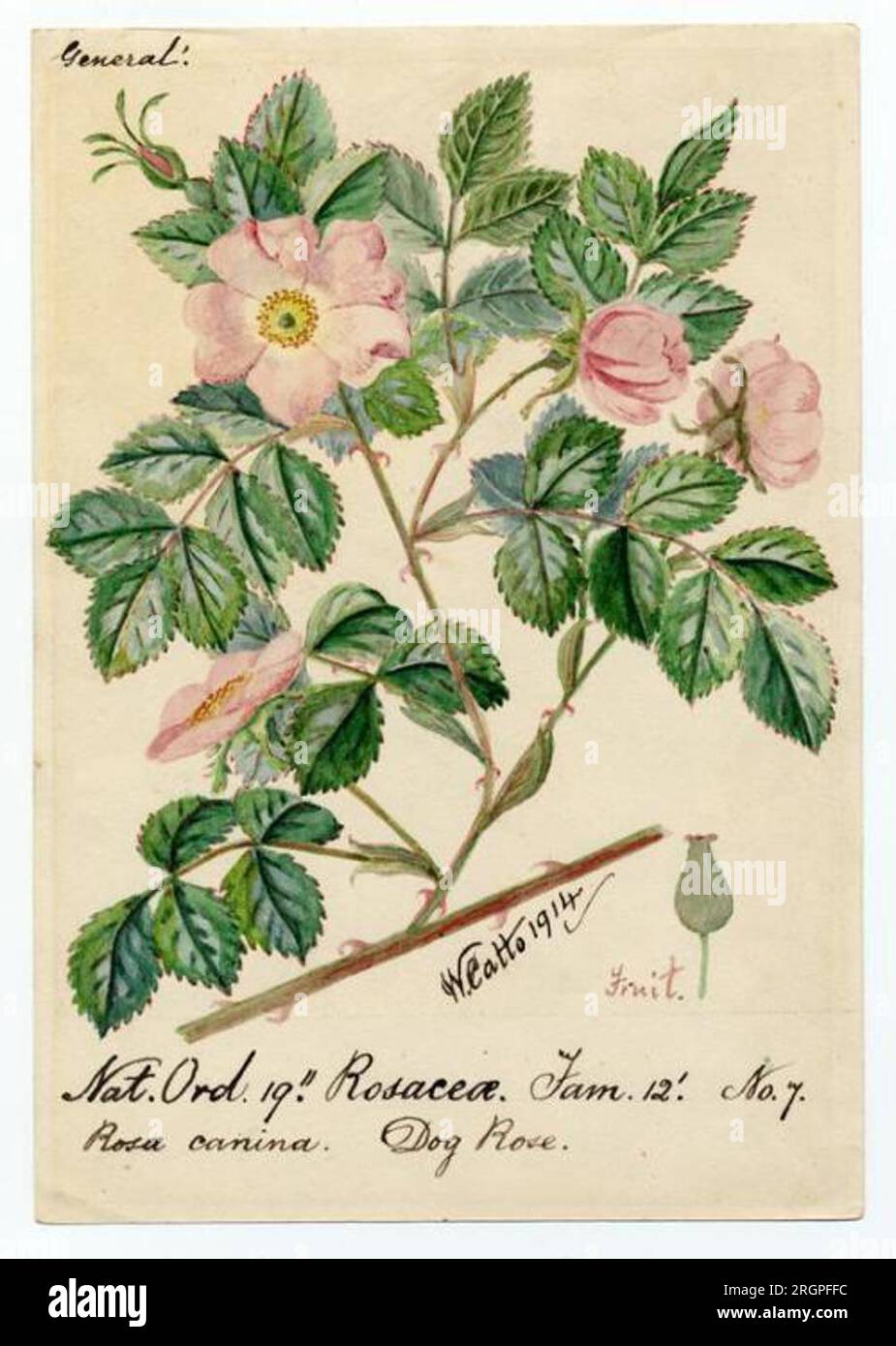 Dog rose (rosa canina) - William Catto 1914 by William Catto Stock ...