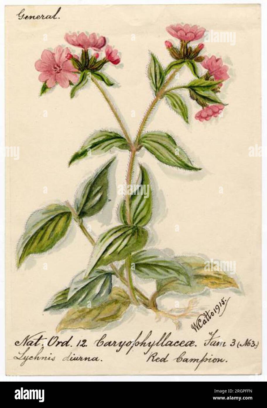 Red campion (melandrium rubrum) - William Catto 1915 by William Catto Stock Photo - Alamy