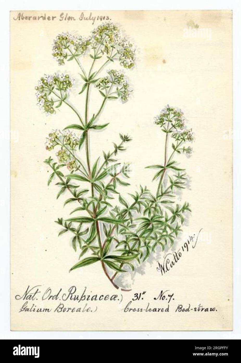 Cross-leaved Bedstraw (galium boreale) - William Catto 1914 by William ...