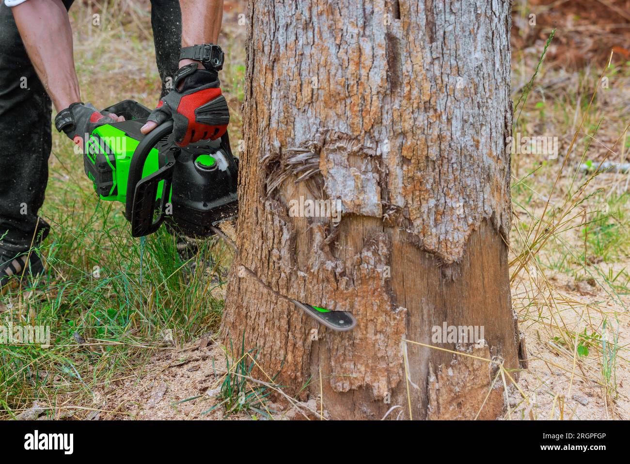 In forest clearing, woodcutter could be seen using chainsaw to cut ...