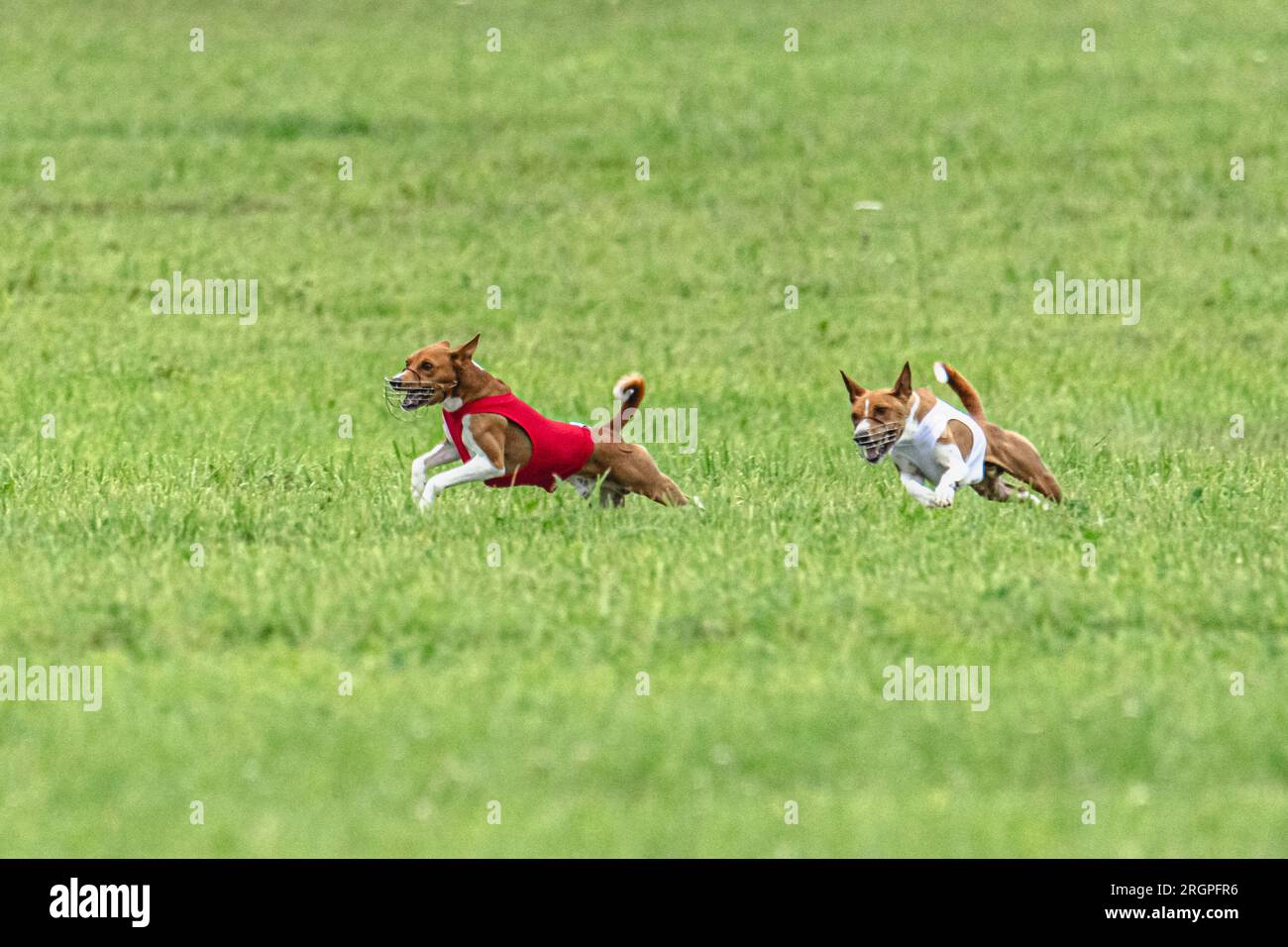 Dog running fast on green field at lure coursing competition Stock ...