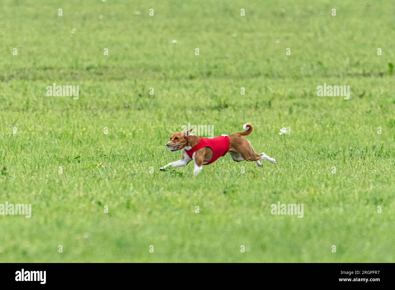 Dog running fast on green field at lure coursing competition Stock ...