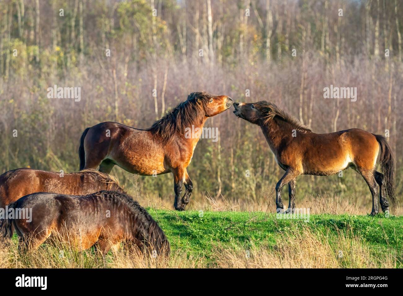 Two fighting wild brown Exmoor ponies, against a forest and reed ...