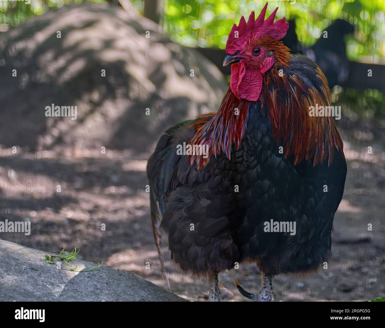 Rooster. Finland, 2023, farmhouse Stock Photo - Alamy