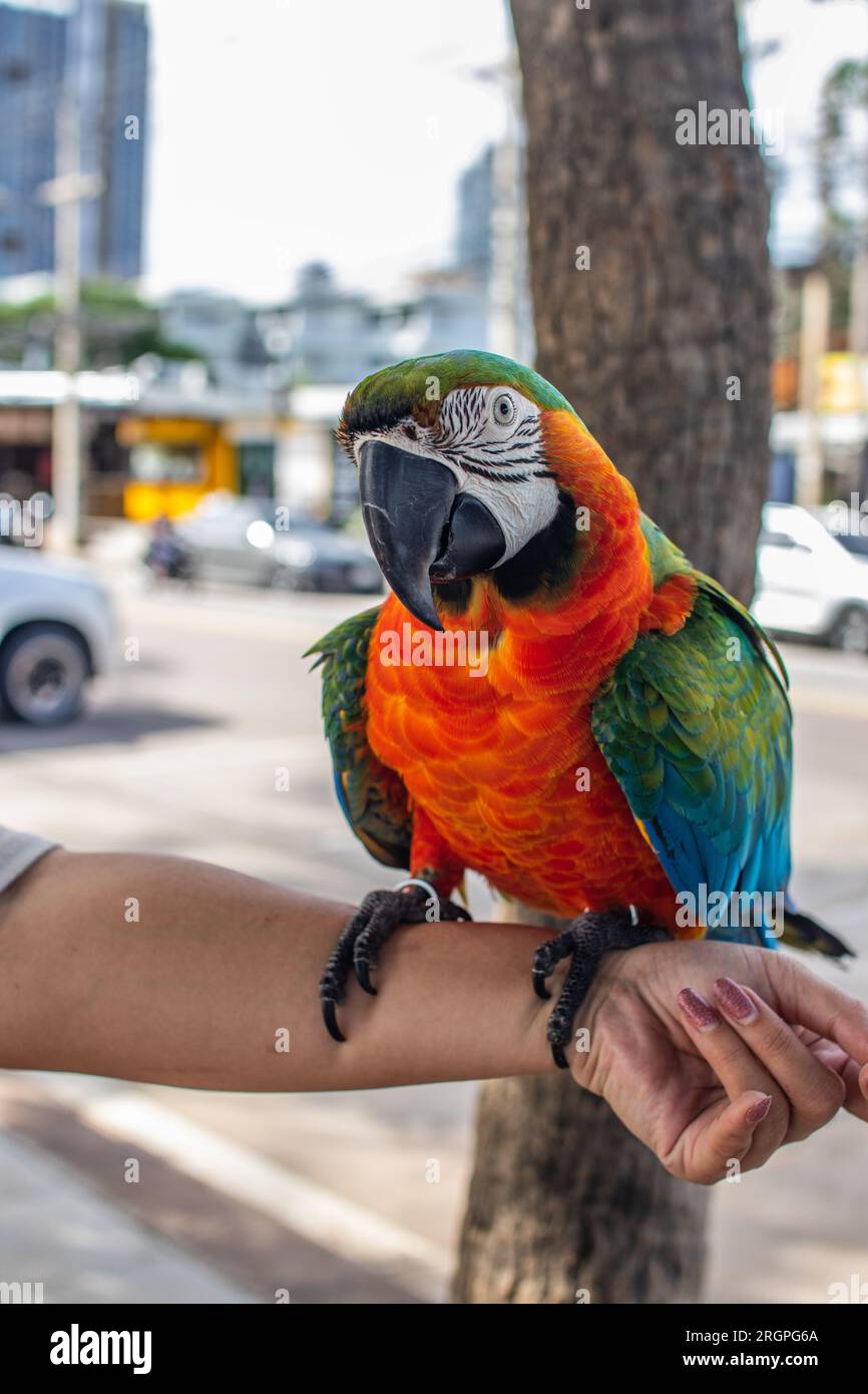 A colorful parrot presents on the arm of a woman Stock Photo - Alamy