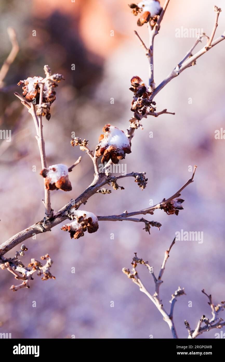 White oak springs hi-res stock photography and images - Alamy