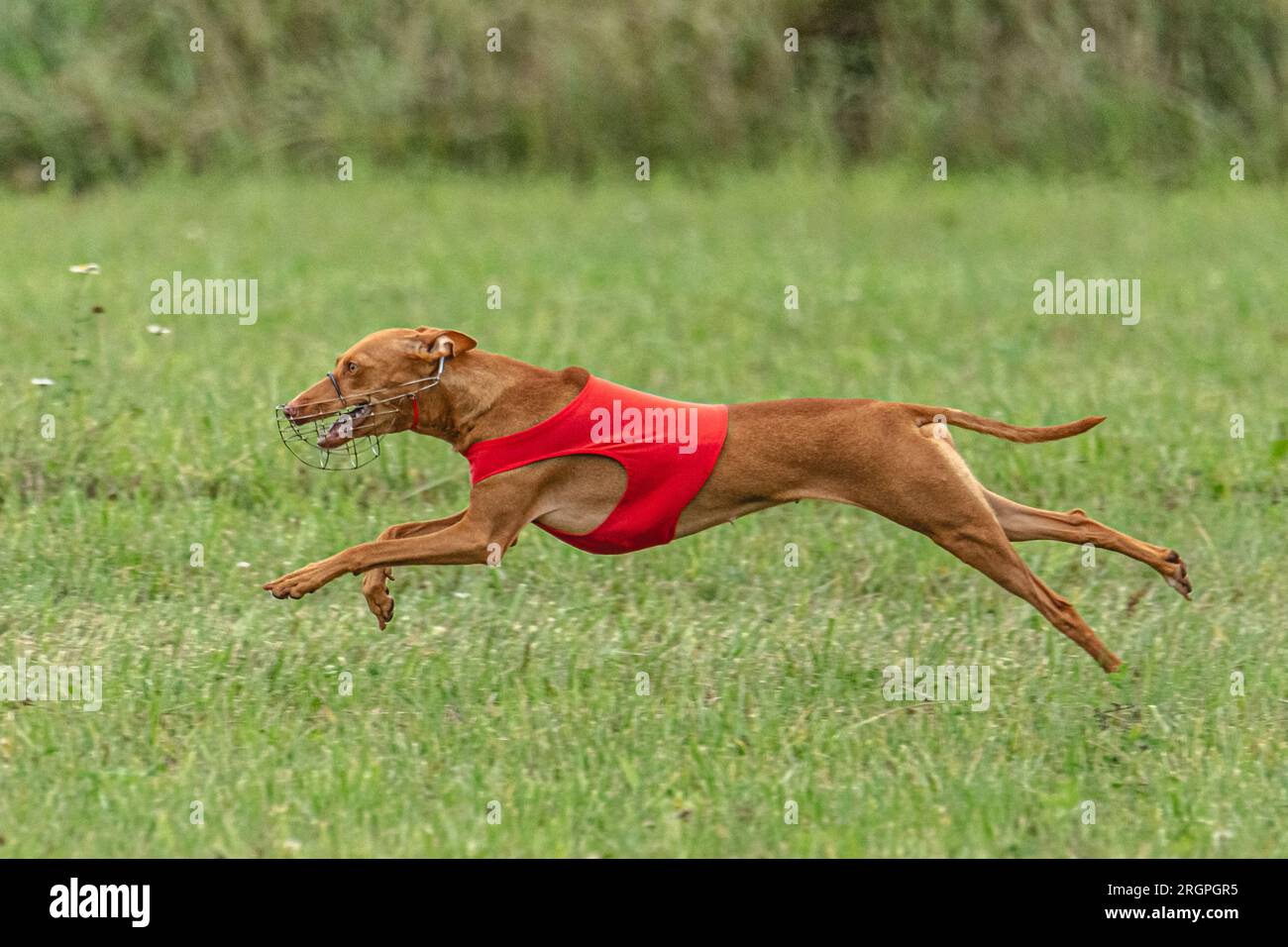 Dog running fast on green field at lure coursing competition Stock ...