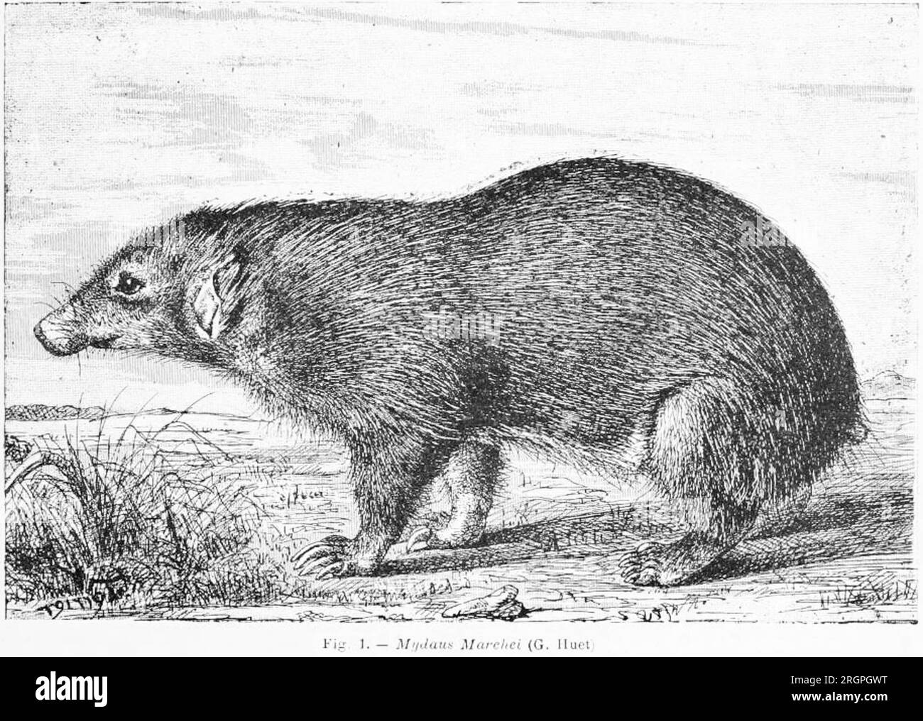 An illustration of Mydaus marchei, the Palawan stink badger, from Huet ...