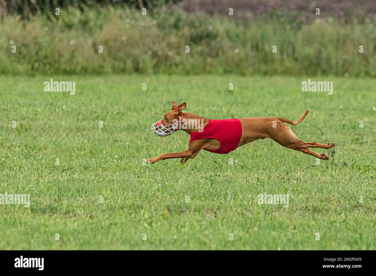 Dog running fast on green field at lure coursing competition Stock ...