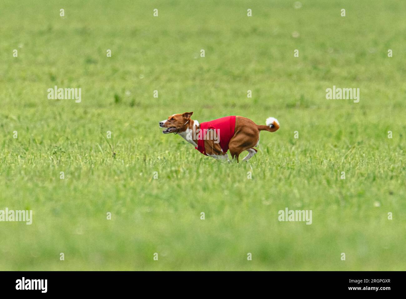 Animal competition hi-res stock photography and images - Alamy