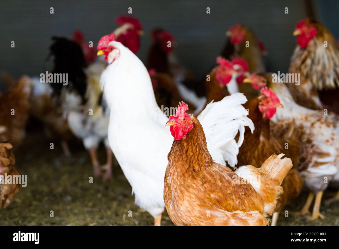 Free range chickens Stock Photo - Alamy