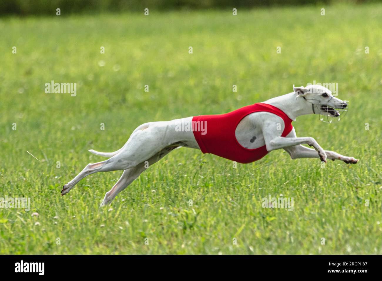 Dog running fast on green field at lure coursing competition Stock ...