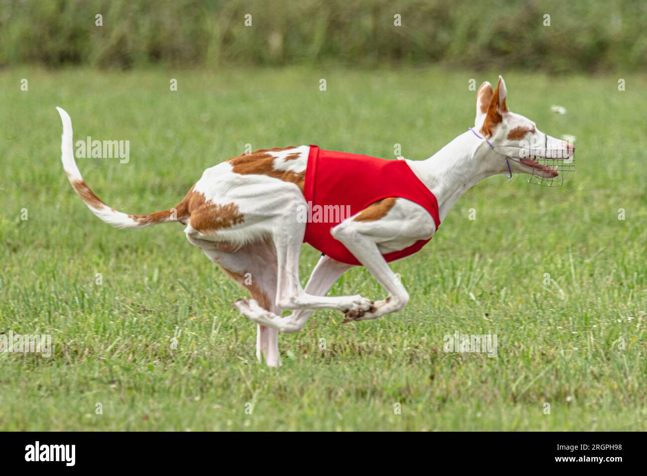Dog running fast on green field at lure coursing competition Stock ...
