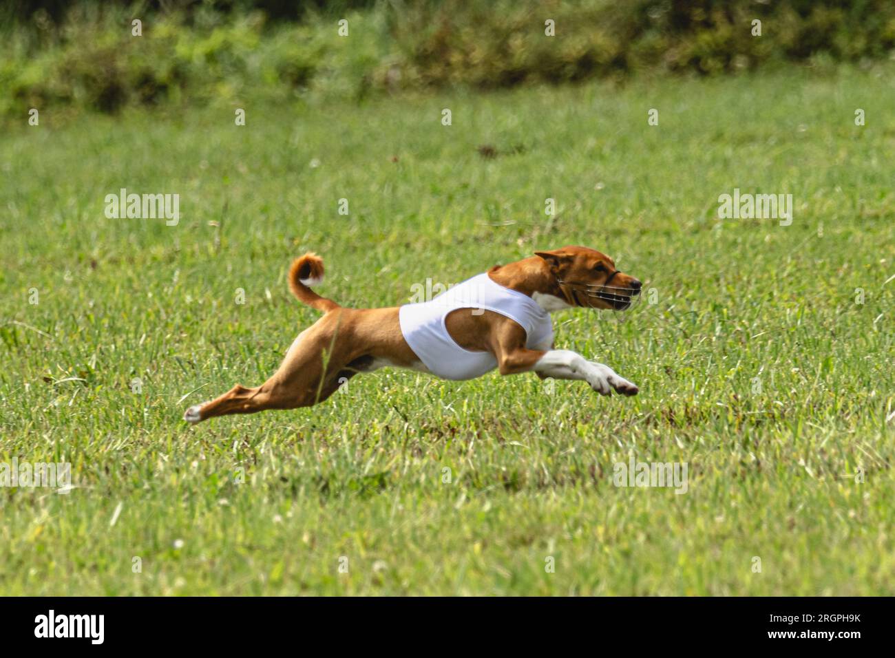 Dog running fast on green field at lure coursing competition Stock ...