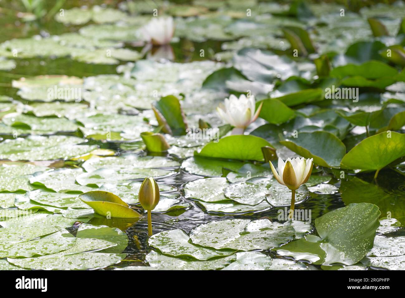 Dove Nature Lakes Lilies Water Lily Field Water Lilies For Ditches