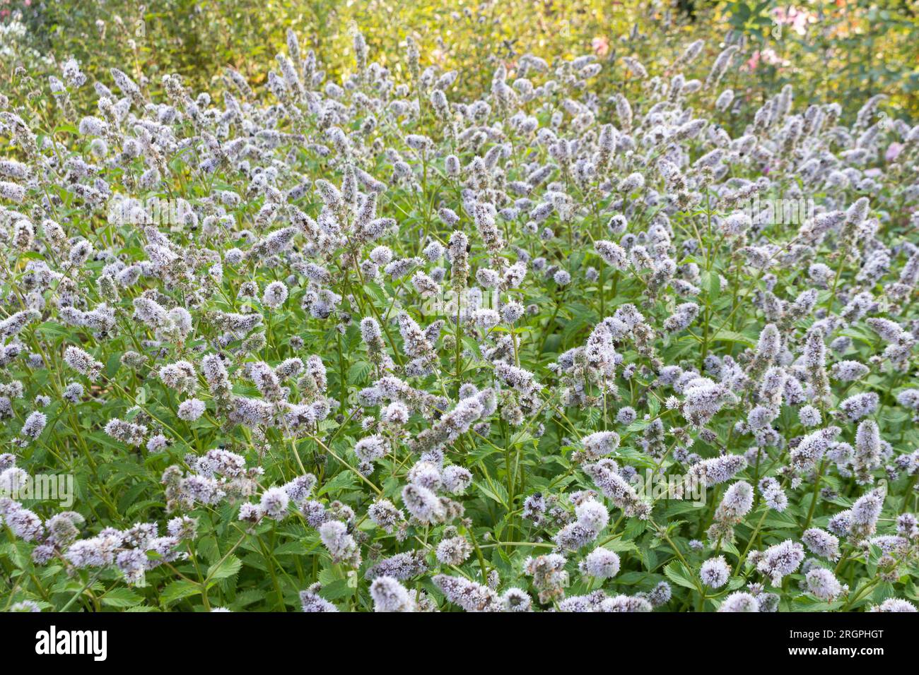 Mentha spicata flowers. Peppermint Mentha Spicata blooms luxuriantly in ...