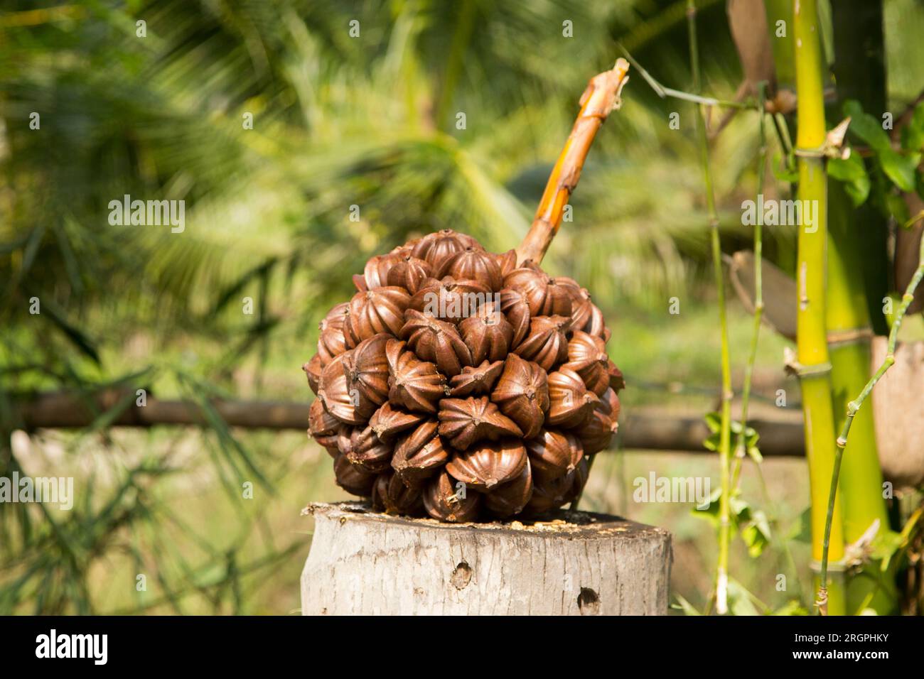 Nipa palm hi-res stock photography and images - Alamy