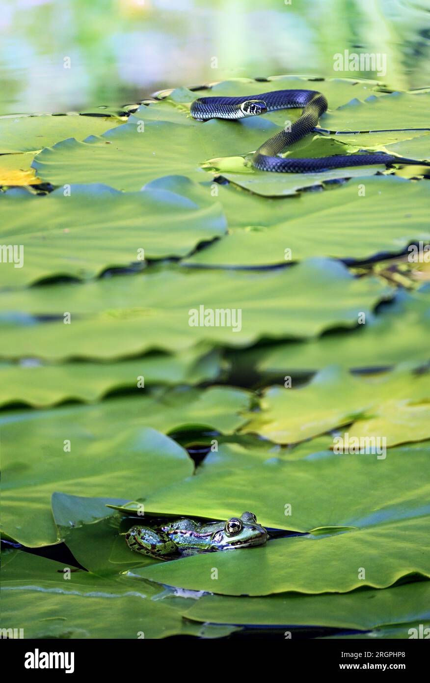 Hunting juvenile grass snake (Natrix natrix) and a common water frog ...