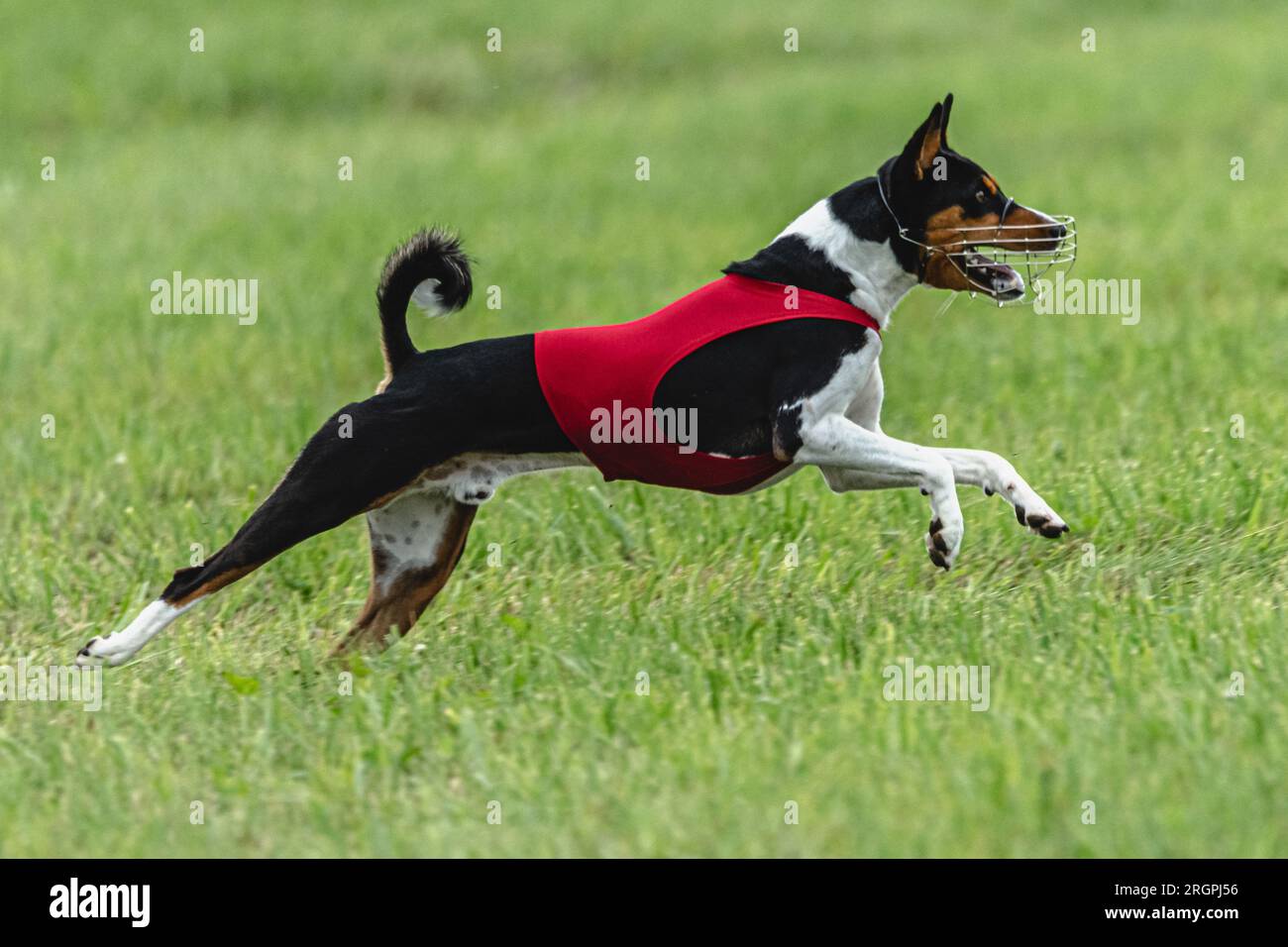 Dog running fast on green field at lure coursing competition Stock ...