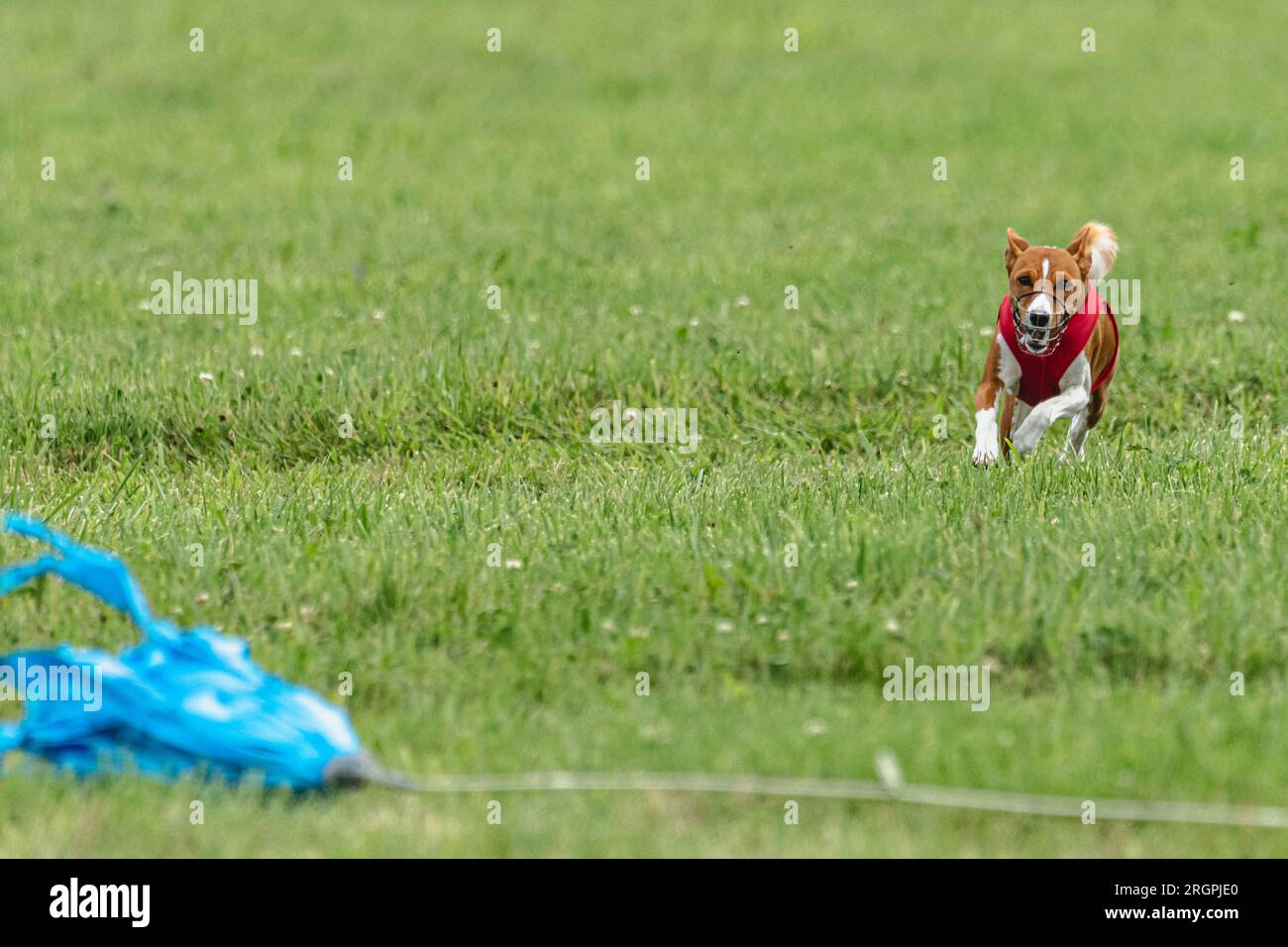 Dog running fast on green field at lure coursing competition Stock ...