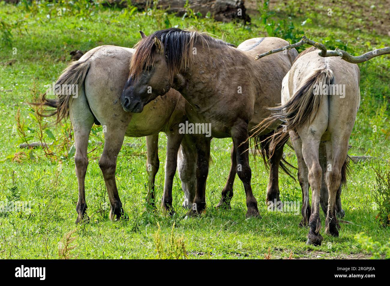 Power of assertiveness hi-res stock photography and images - Alamy