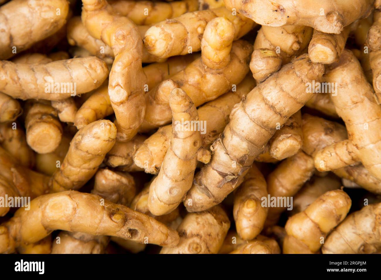 Thai Ginger Plants in a vegetable stand in Klong Toei Market, Bangkok ...