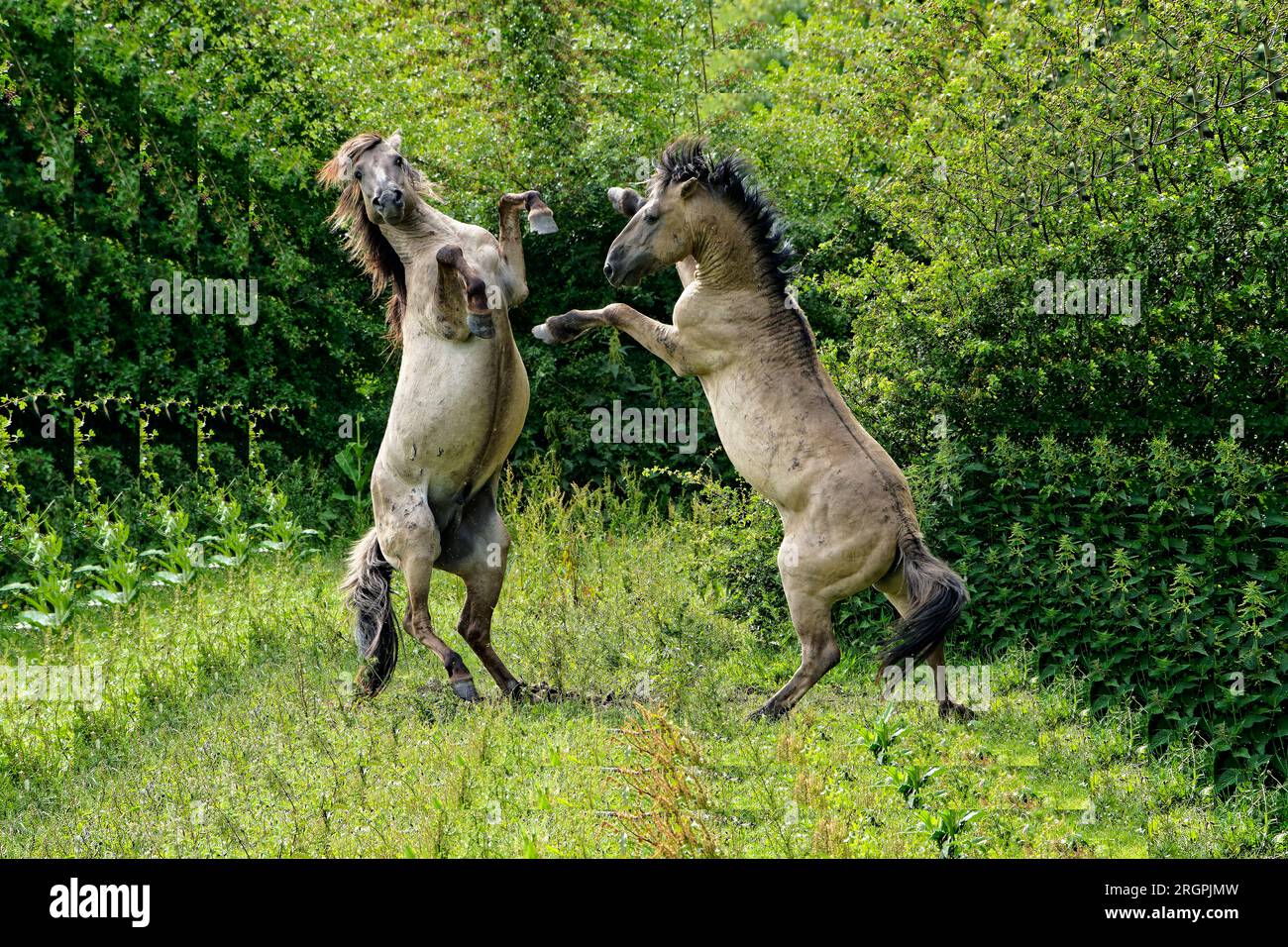 Stallions hi-res stock photography and images - Alamy