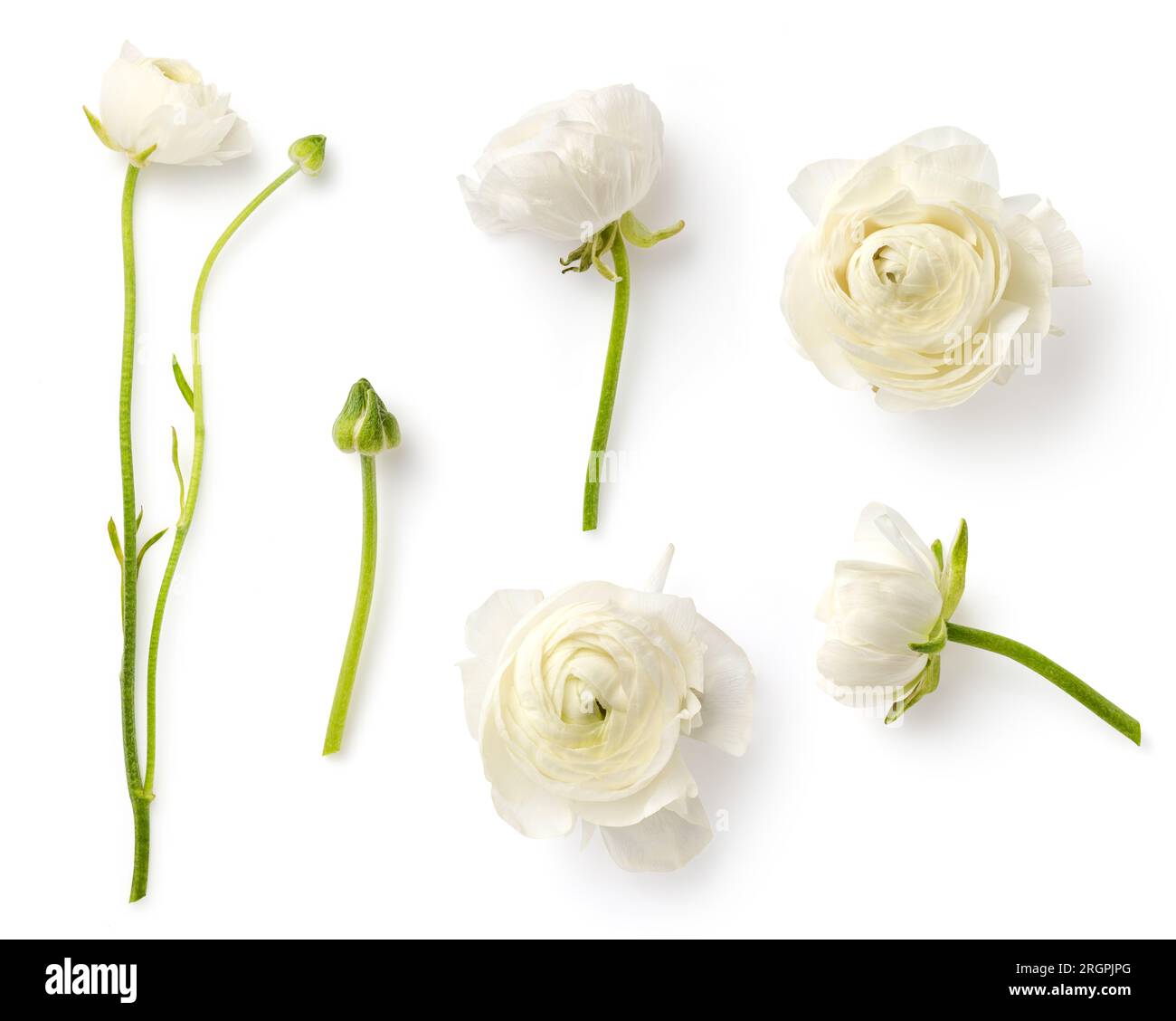 set of white or cream colored buttercup (ranunculus) flowers and buds 2 ...