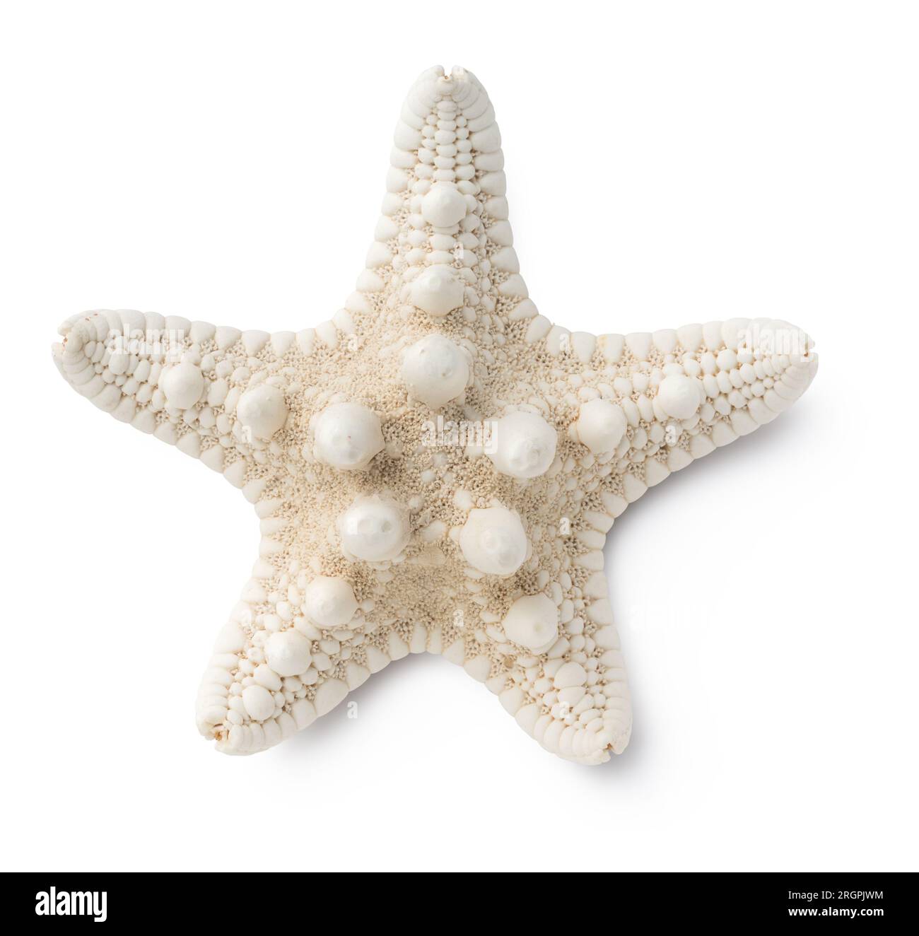 small white starfish / sea star isolated over a white background, cut ...