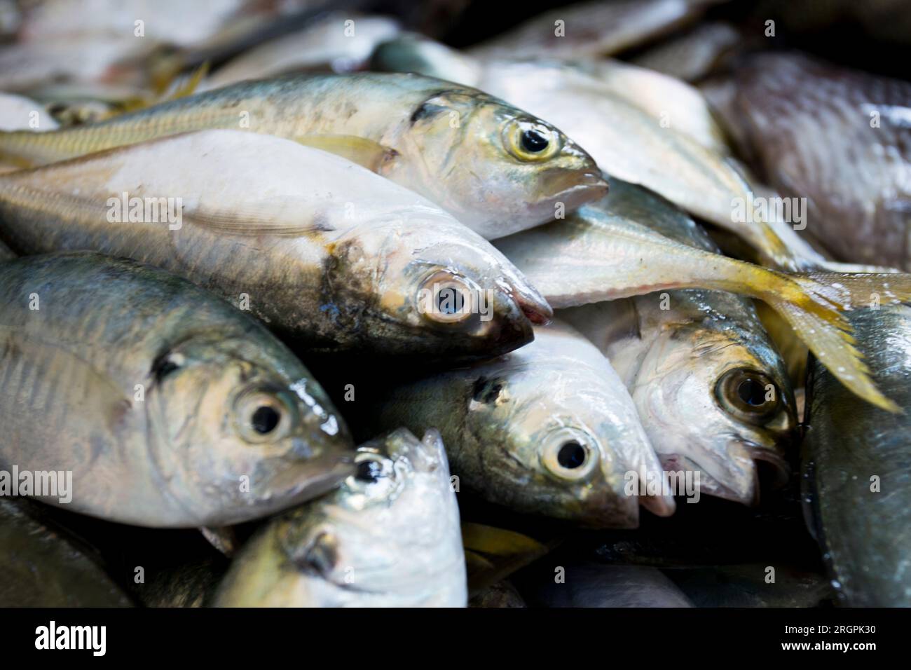 Bangkok thailand seafood fish hi-res stock photography and images - Alamy