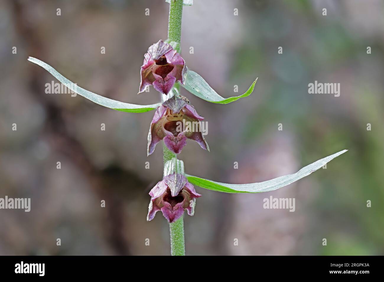 Broad Leaved Helleborine Flower at Edge Common Gloucestershire Stock ...
