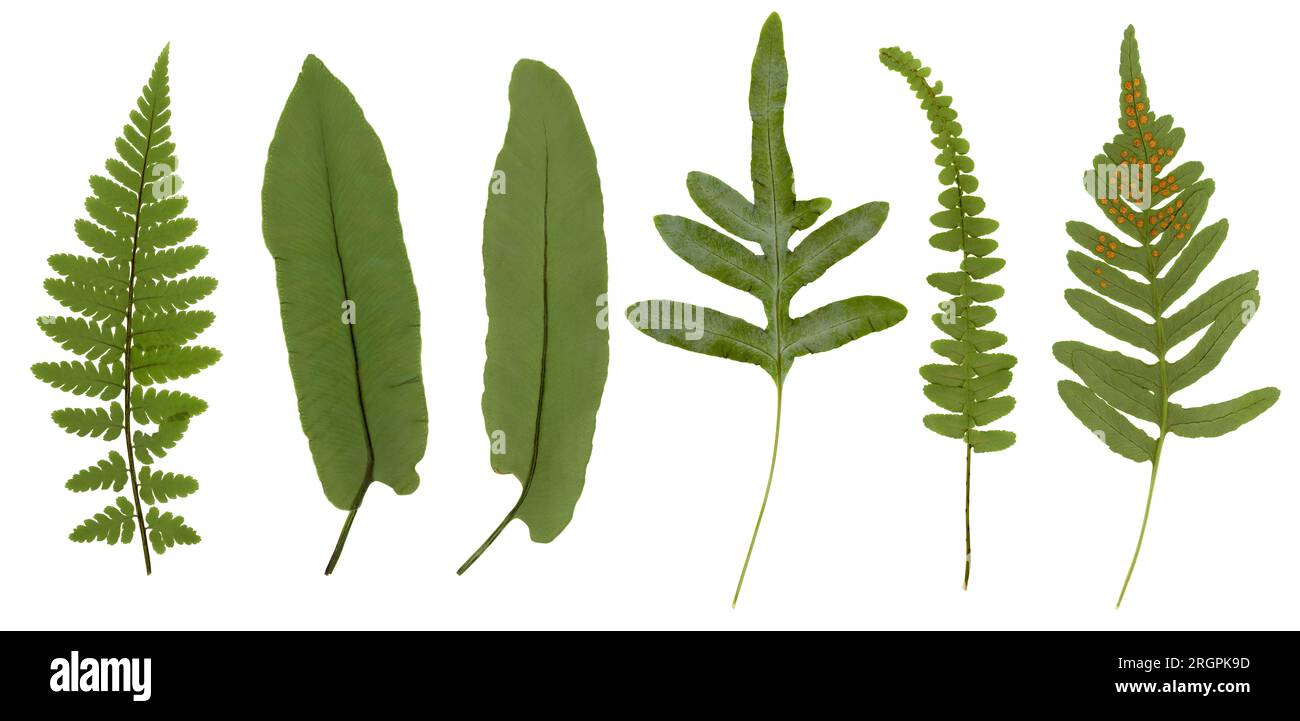 Cut out botanical elements Cut Out Stock Images & Pictures - Alamy