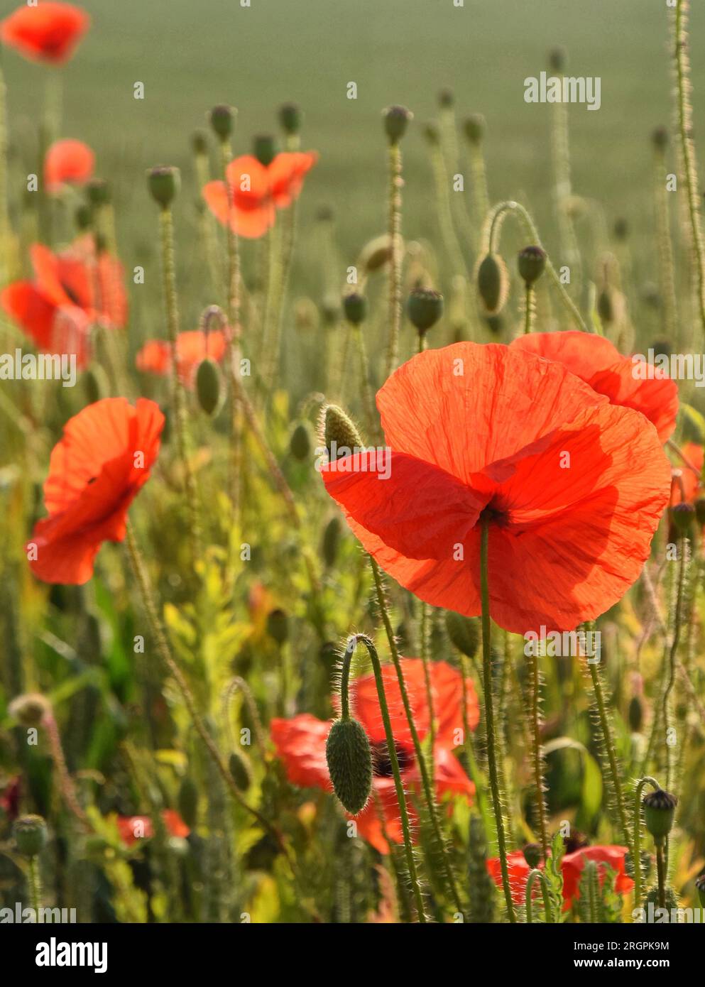 Blooms with backlight hi-res stock photography and images - Alamy