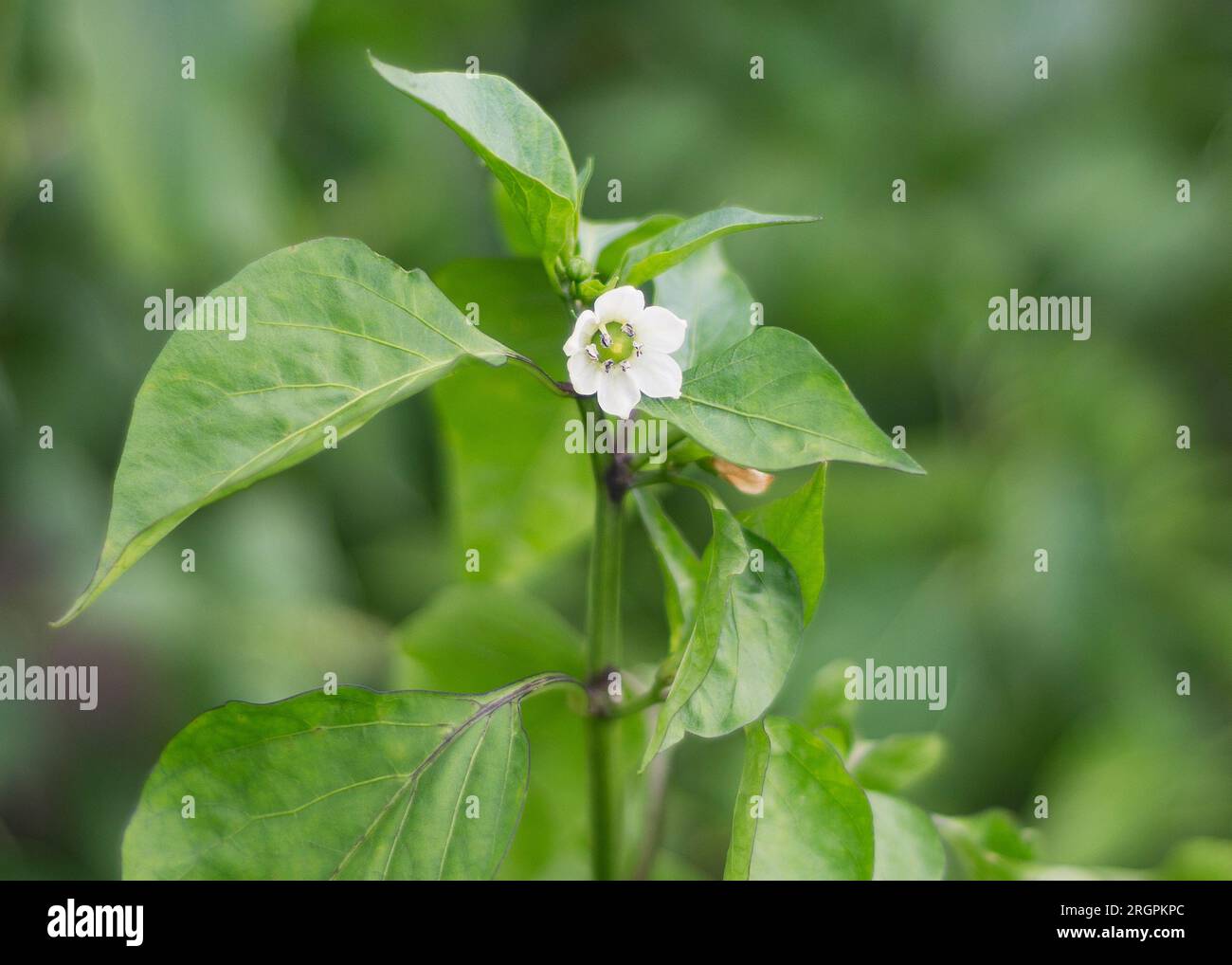 Bell pepper flower hi-res stock photography and images - Alamy