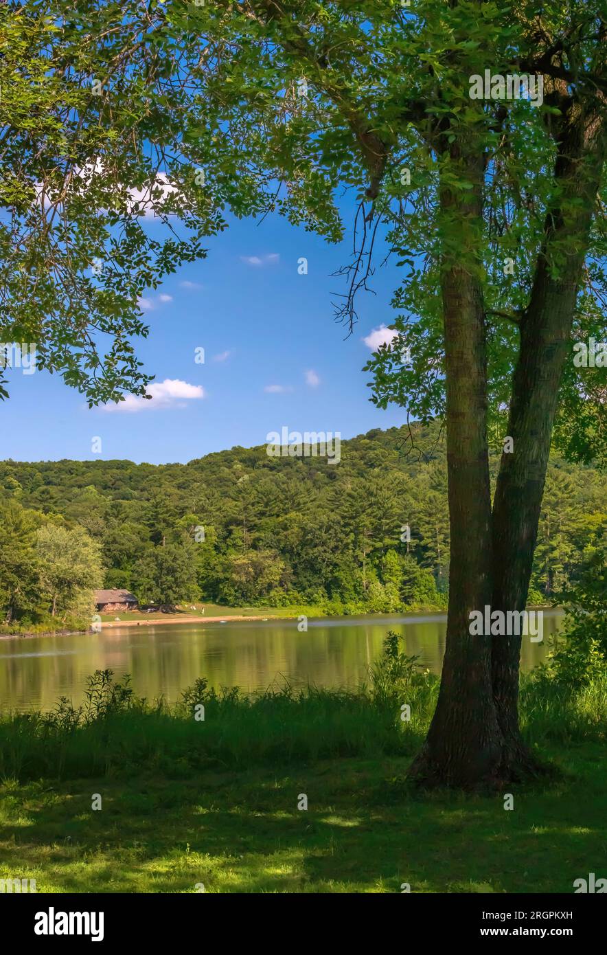 Tree overlooking the Lake O' the Dalles with a swimming beach in the ...
