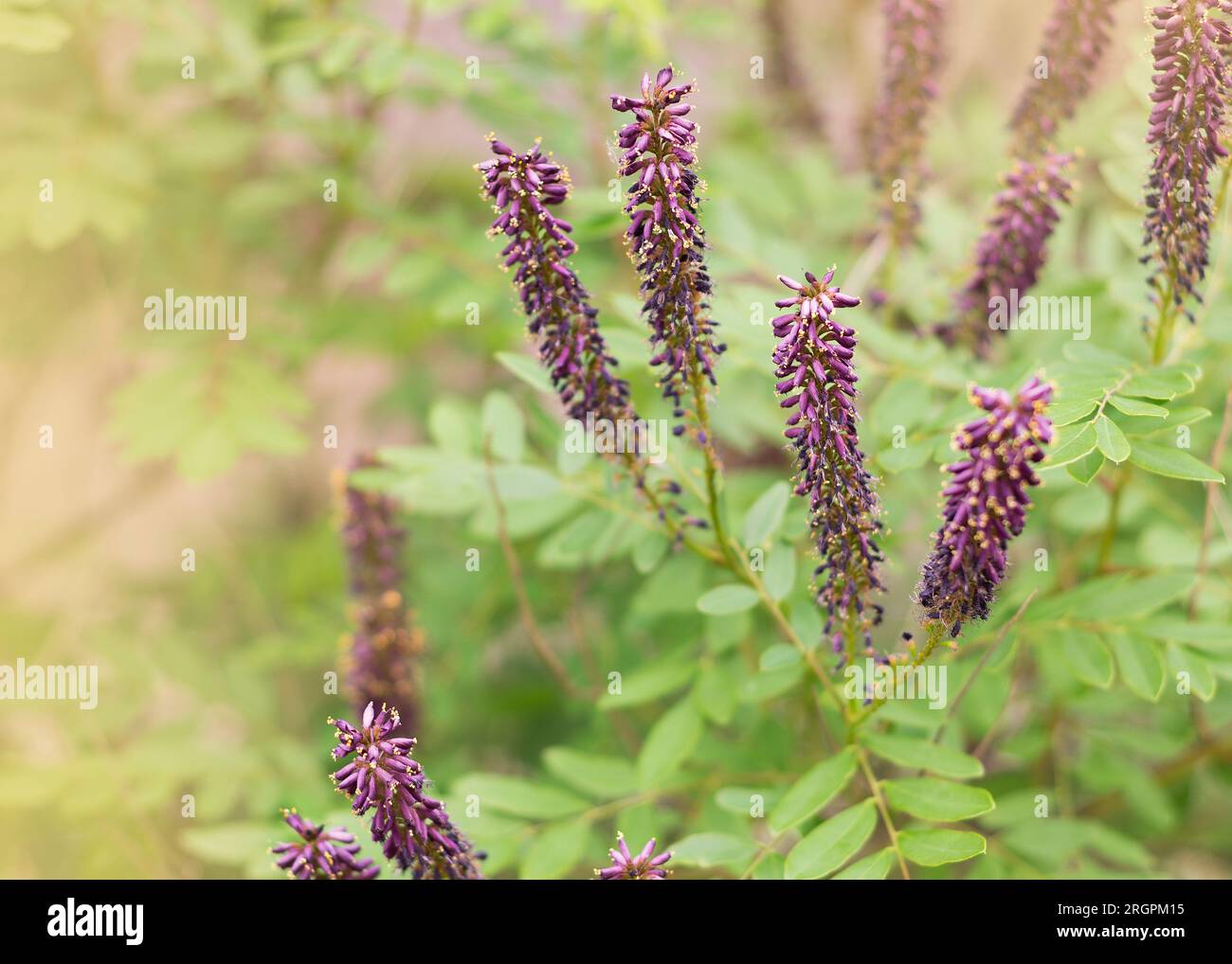 Purple flowers of Amorpha fruticosa Stock Photo - Alamy