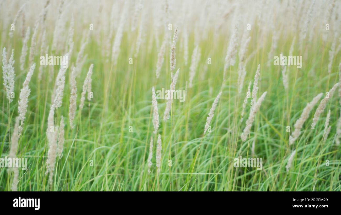 Seed panicles hi-res stock photography and images - Alamy