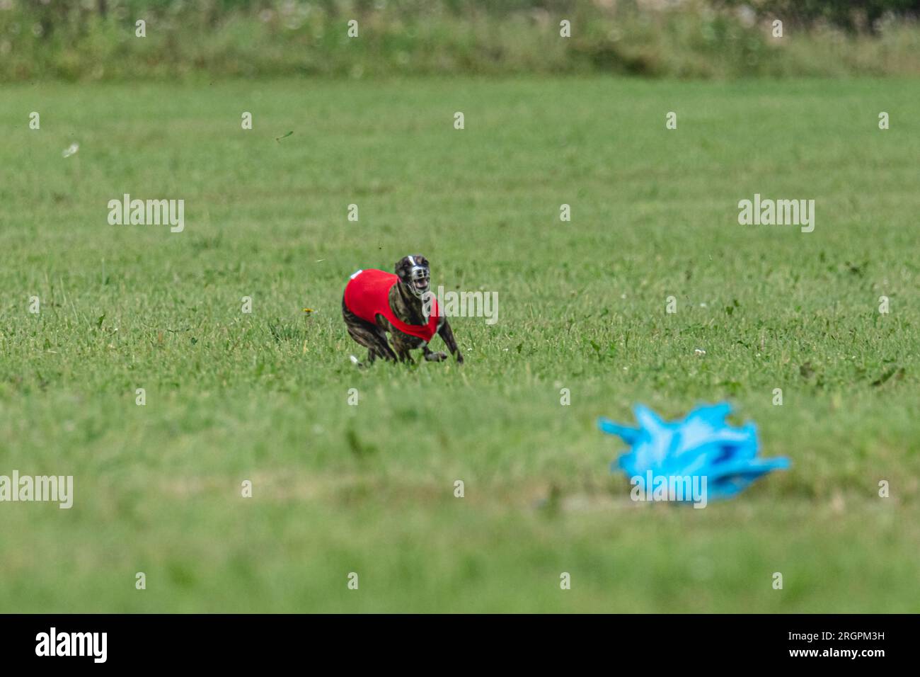 Dog running fast on green field at lure coursing competition Stock ...
